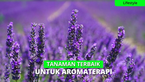 10 Jenis Tanaman yang dijadikan Aromaterapi + Manfaatnya