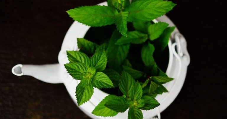 10 Jenis Tanaman yang dijadikan Aromaterapi + Manfaatnya