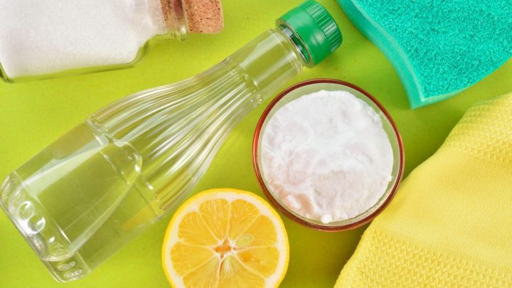 6 Cara Menghilangkan Bau Bangkai Tikus yang Ampuh