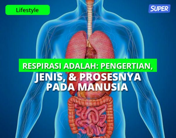 Respirasi Adalah: Pengertian, Jenis & Prosesnya Pada Manusia