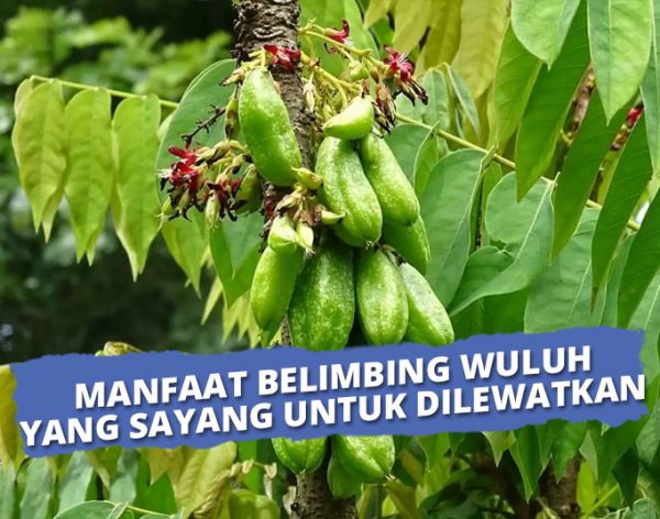 17 Manfaat Belimbing Wuluh, Buah Kecil Banyak Khasiat