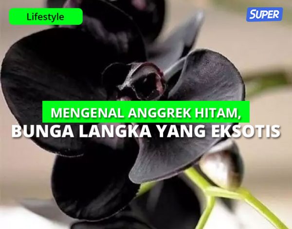Mengenal Anggrek Hitam, Bunga Langka yang Eksotis