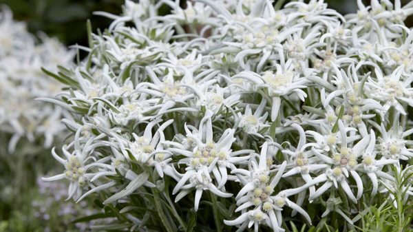 12 Fakta Bunga Abadi Edelweis yang Ternyata Dilarang Dipetik