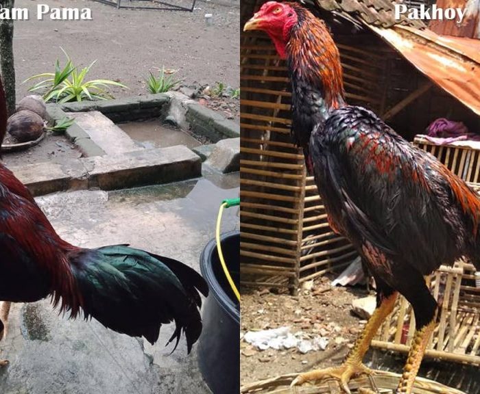 Ayam Pama: Kenali Ciri, Jenis, Kharakter & Keistimewaannya