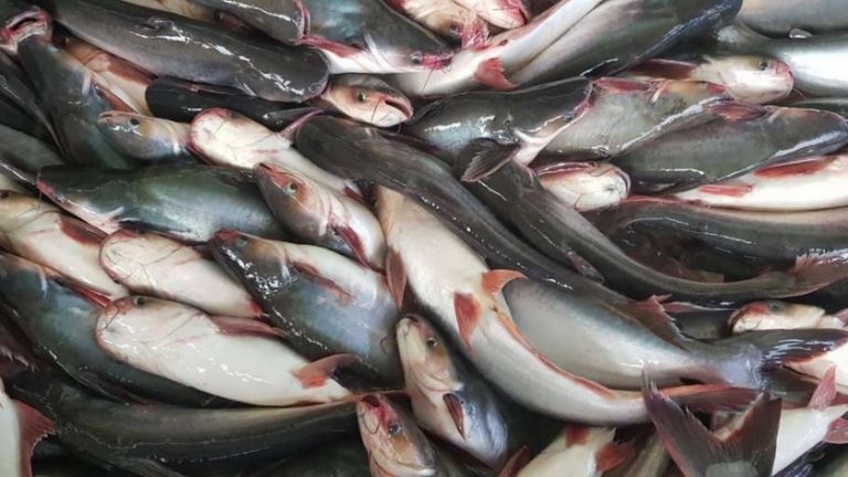 12 Ikan Air Payau yang Bisa Dikonsumsi Serta Dibudidayakan