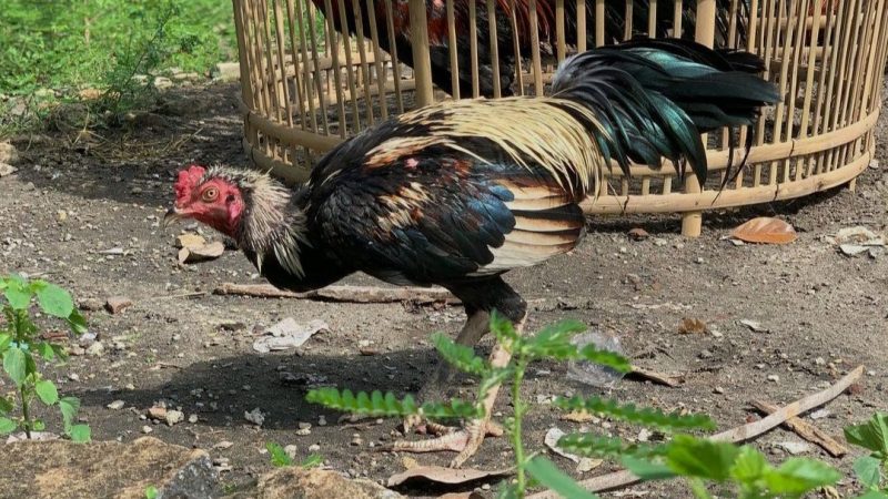 Kenali Ayam Pama: Ciri, Jenis, Karakter & Gaya Bertarungnya