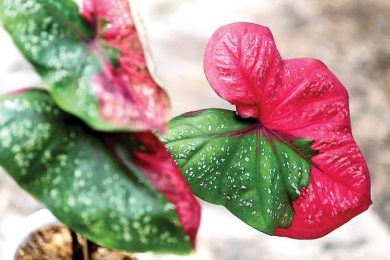 10 Jenis Lompong Hias Cantik yang Paling Dicari, Wajib Dimiliki