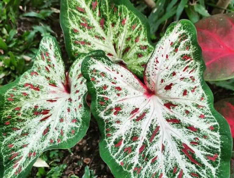 10 Jenis Lompong Hias Cantik yang Paling Dicari, Wajib Dimiliki