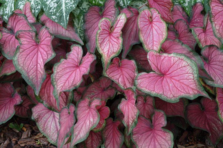 10 Jenis Lompong Hias Cantik yang Paling Dicari, Wajib Dimiliki