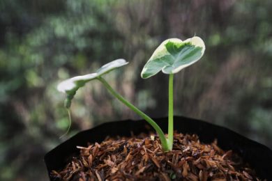 10 Jenis Lompong Hias Cantik yang Paling Dicari, Wajib Dimiliki