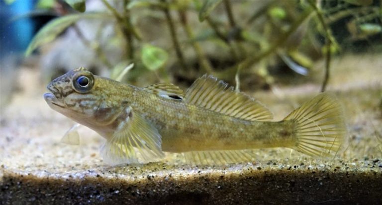 12 Ikan Air Payau yang Bisa Dikonsumsi Serta Dibudidayakan