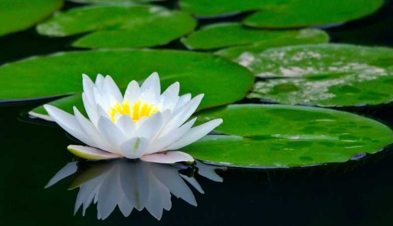 Bunga Teratai: Manfaat, Jenis, Cara Menanam & Merawatnya