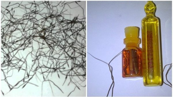 Mengenal Bulu Perindu: Pengertian, Asal-Usul, Ciri & Manfaatnya