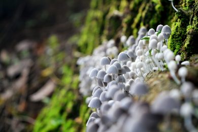 Ciri Ciri Fungi: Pengertian, Klasifikasi, Jenis & Cara Hidupnya