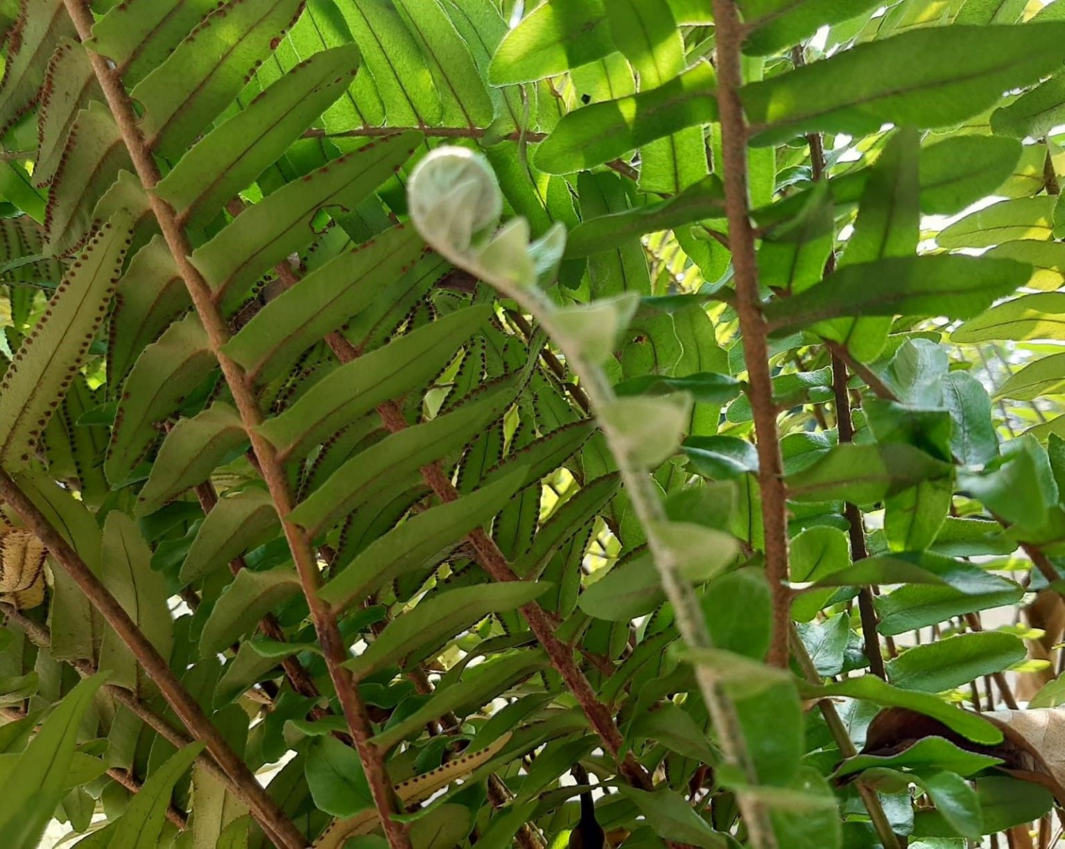 Spora: Pengertian, Fungsi, Jenis & Contoh Tumbuhannya