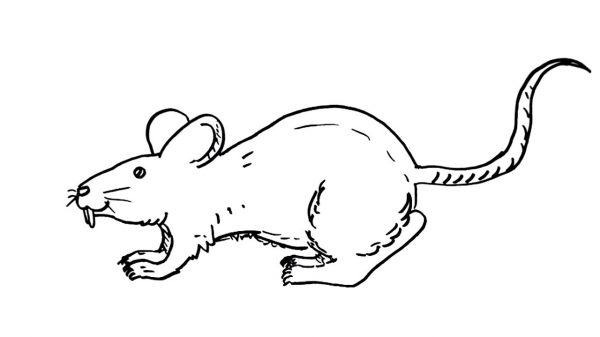 20 Sketsa Gambar Hewan yang Mudah Ditiru untuk Anak-Anak