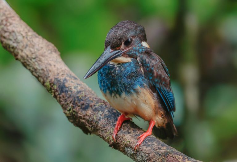 Mengenal Hewan Endemik Asal Kalimantan yang Mempesona