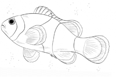 20 Contoh Sketsa Ikan yang Mudah Ditiru untuk Gambar Si Kecil