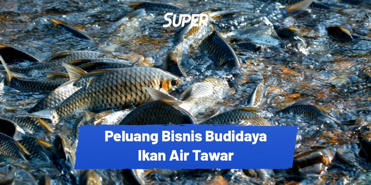 Peluang Usaha Budidaya Ikan Air Tawar dan Analisa Usahanya