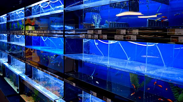 500+ Ide Nama Toko Ikan yang Bagus, Unik dan Anti Mainstream