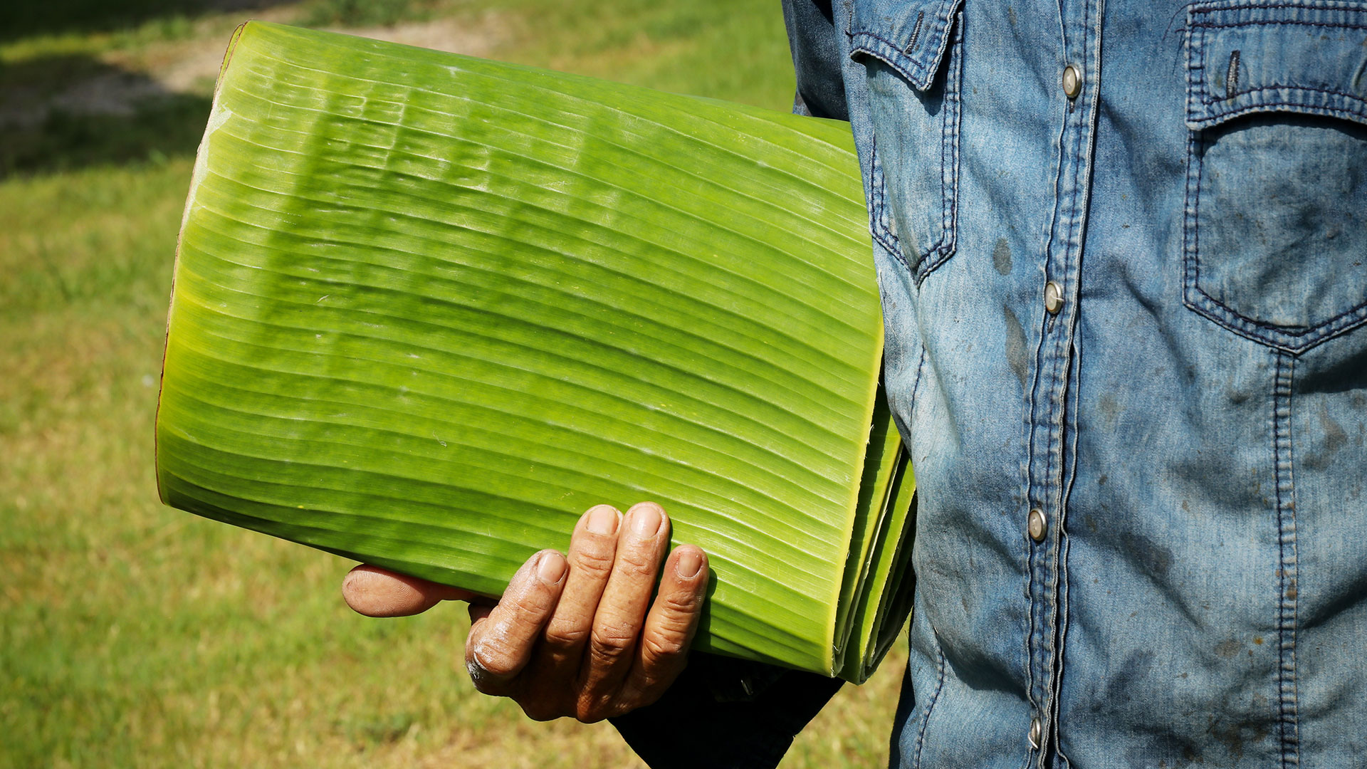 Cara Ekspor Daun Pisang Ke Luar Negeri Berikut Tipsnya