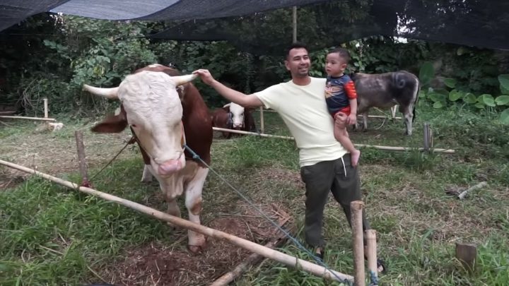 Bayi Sultan! Rayyanza Beli Sapi 1,1 Ton Pakai Duit Sendiri