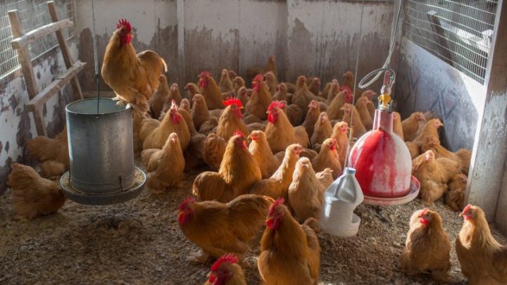 Usaha Ayam Kampung: Keuntungan, Kelebihan dan Tips Bisnis