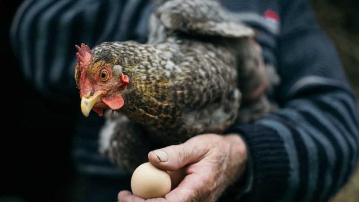 Usaha Ayam Kampung: Keuntungan, Kelebihan dan Tips Bisnis
