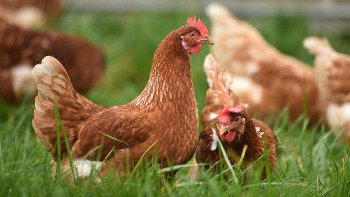 Usaha Ayam Kampung: Keuntungan, Kelebihan dan Tips Bisnis