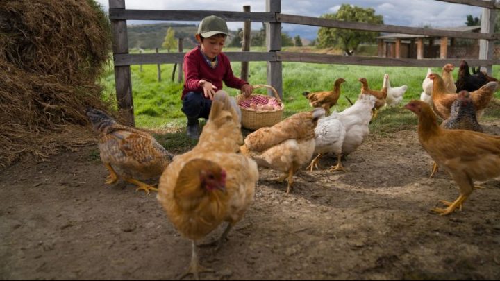 Usaha Ayam Kampung: Keuntungan, Kelebihan dan Tips Bisnis