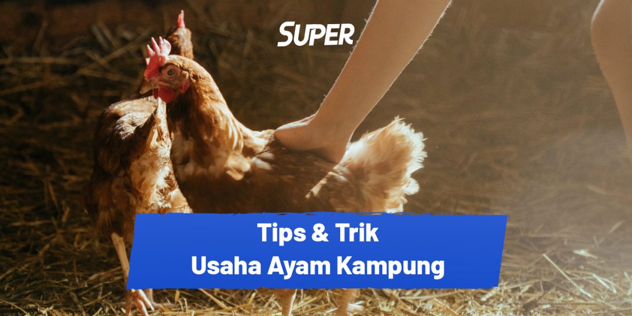 Usaha Ayam Kampung: Keuntungan, Kelebihan dan Tips Bisnis