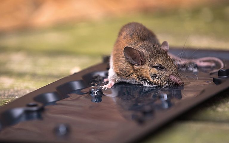 5 Cara Paling Mudah Bikin Jebakan Tikus 5 Cara Paling Mudah Bikin Jebakan Tikus
