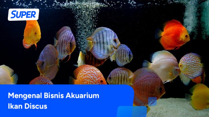 Bisnis Ikan Discus, Usaha Ikan Paling Menggiurkan!