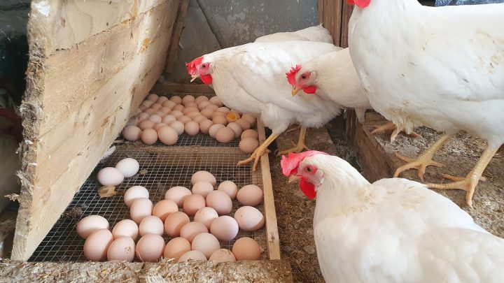 7 Cara Memulai Usaha Agen Telur Ayam yang Hasilnya Cuan