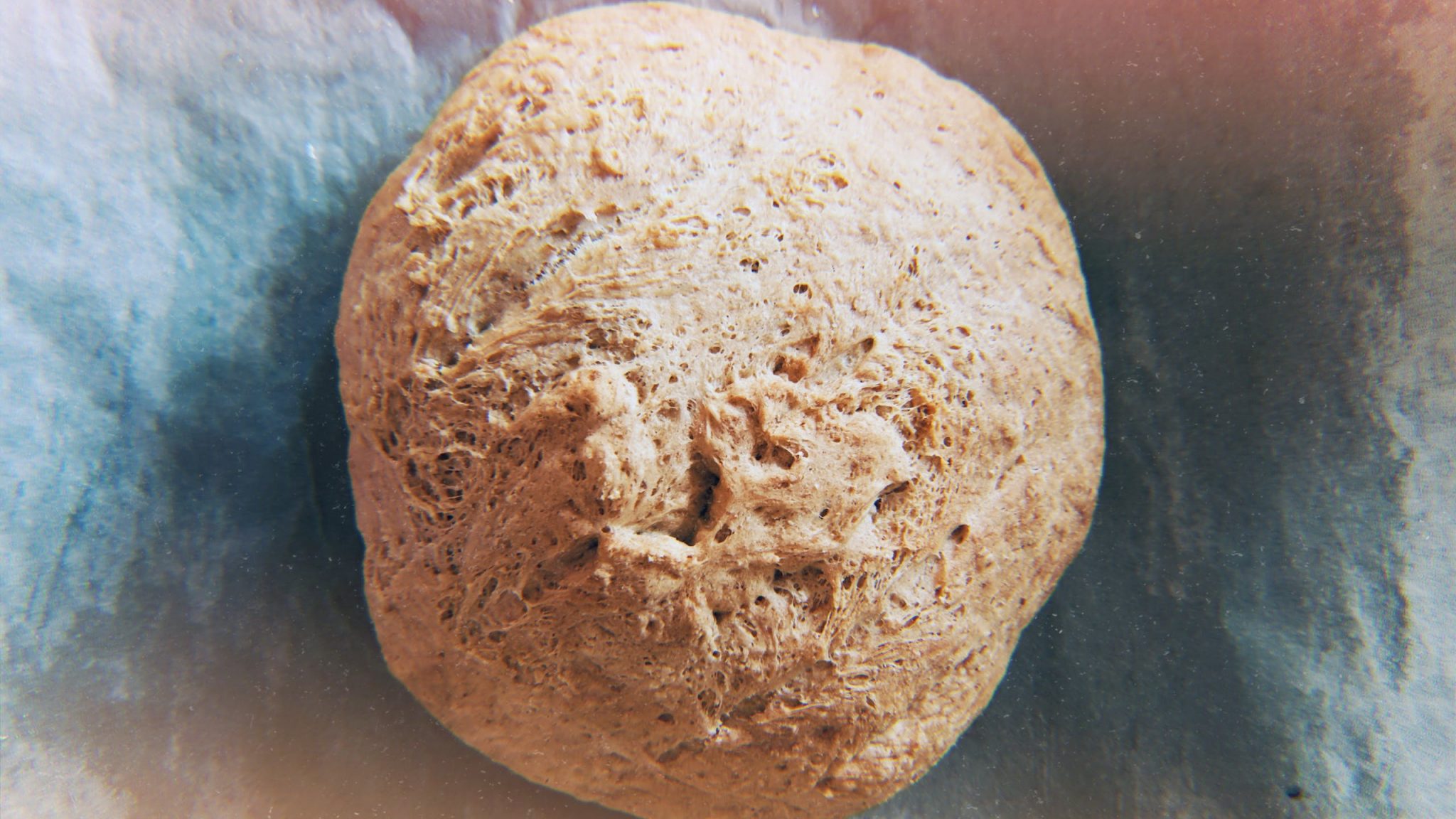 12+ Rekomendasi Merek Ragi Terbaik Beserta Kegunaannya