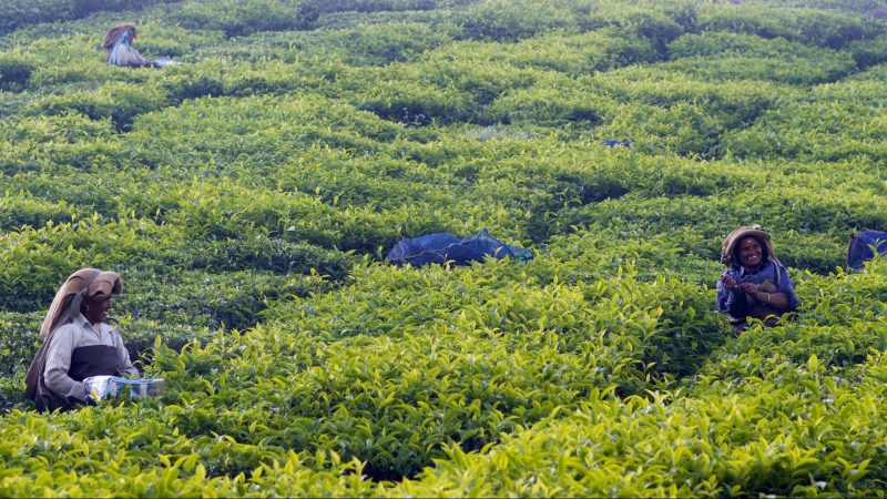 Kebun Teh Sirah Kencong Blitar: Harga Tiket, Lokasi dan Fasilitas